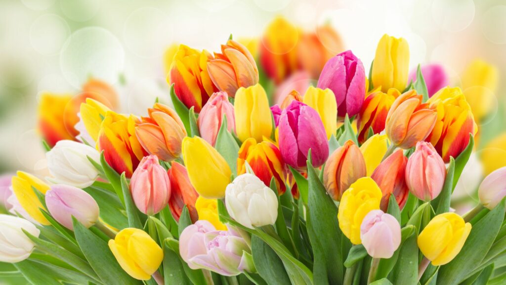 10 Most Elegant Flowers in the World