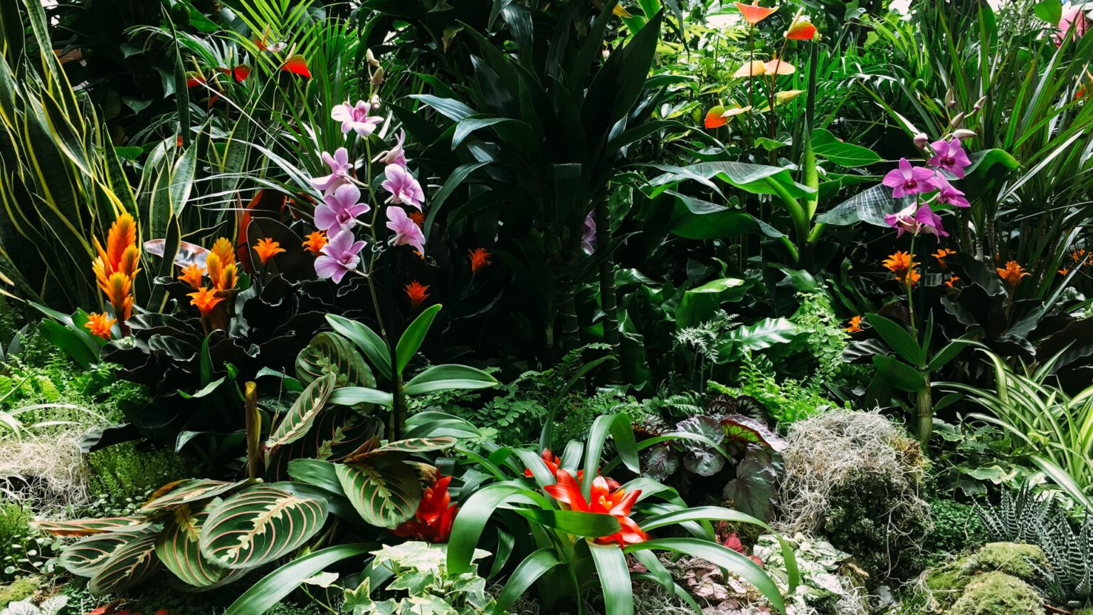 10 Most Exotic Flowers Around The World