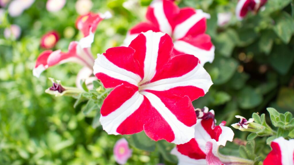 9 Rare Flowers in the World That Are Beautiful Too!
