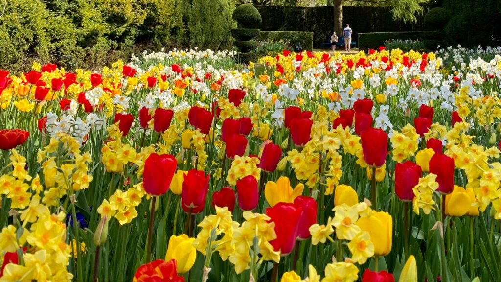 10 Most Stunning Flowers to Transform Your Garden