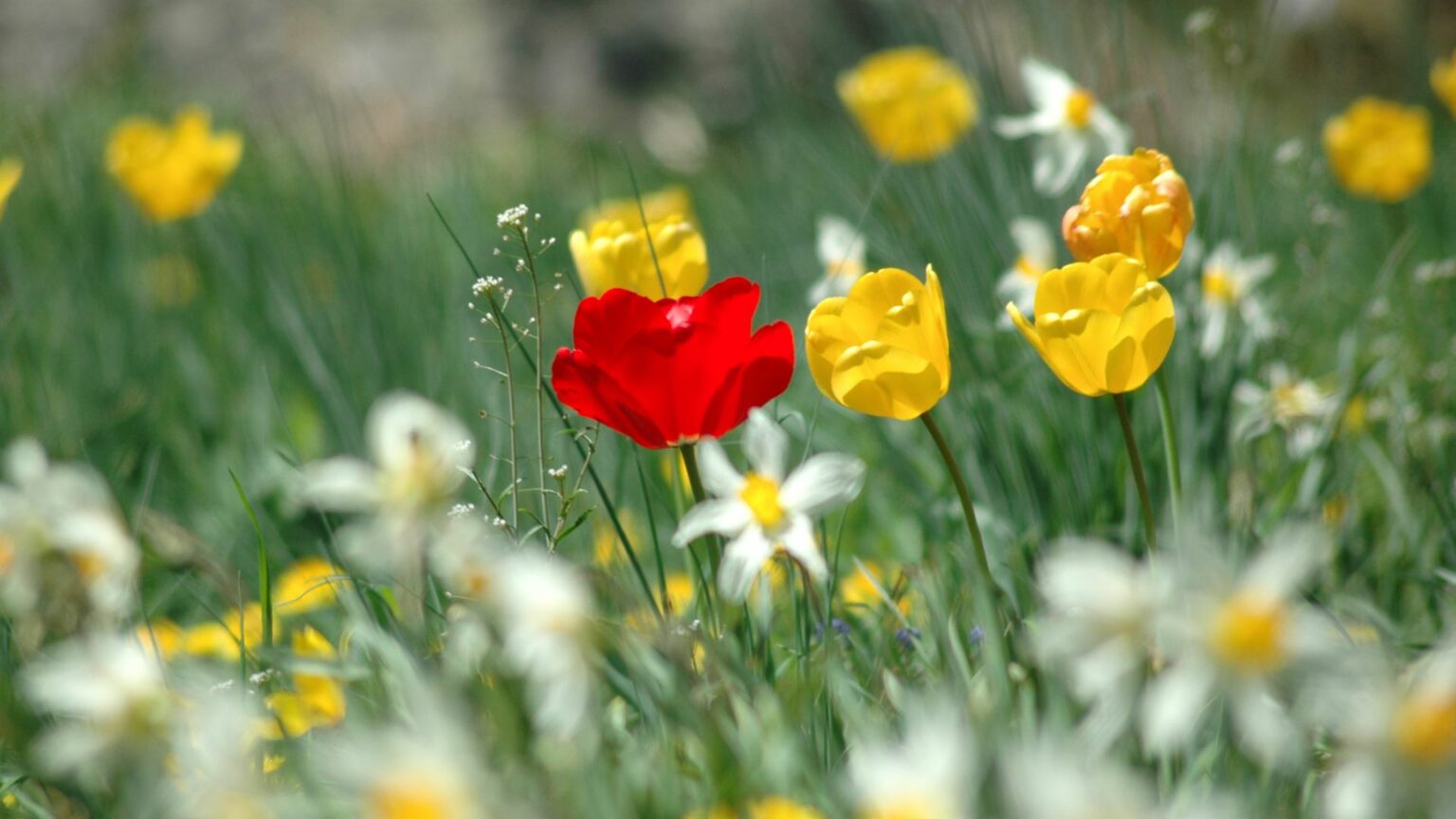 7 Most Rare and Unique Flowers in the World