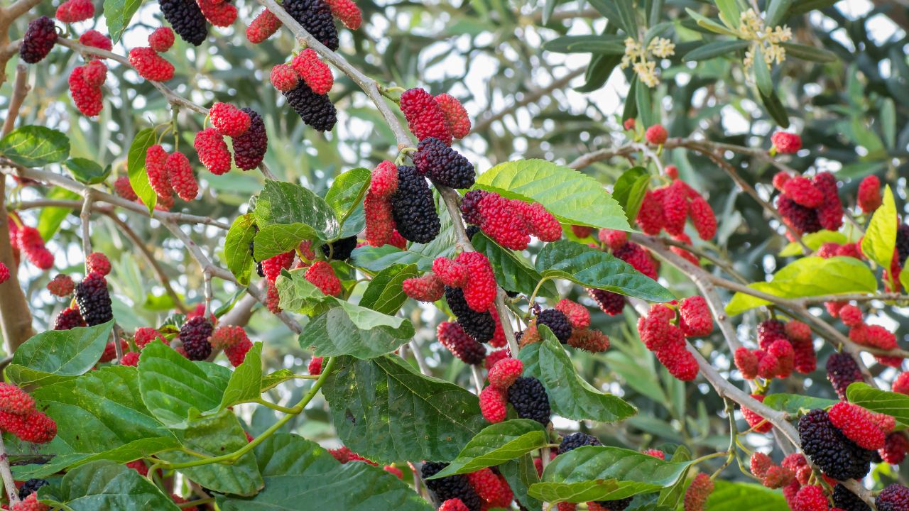 7 Trees with Red Berries in Fall