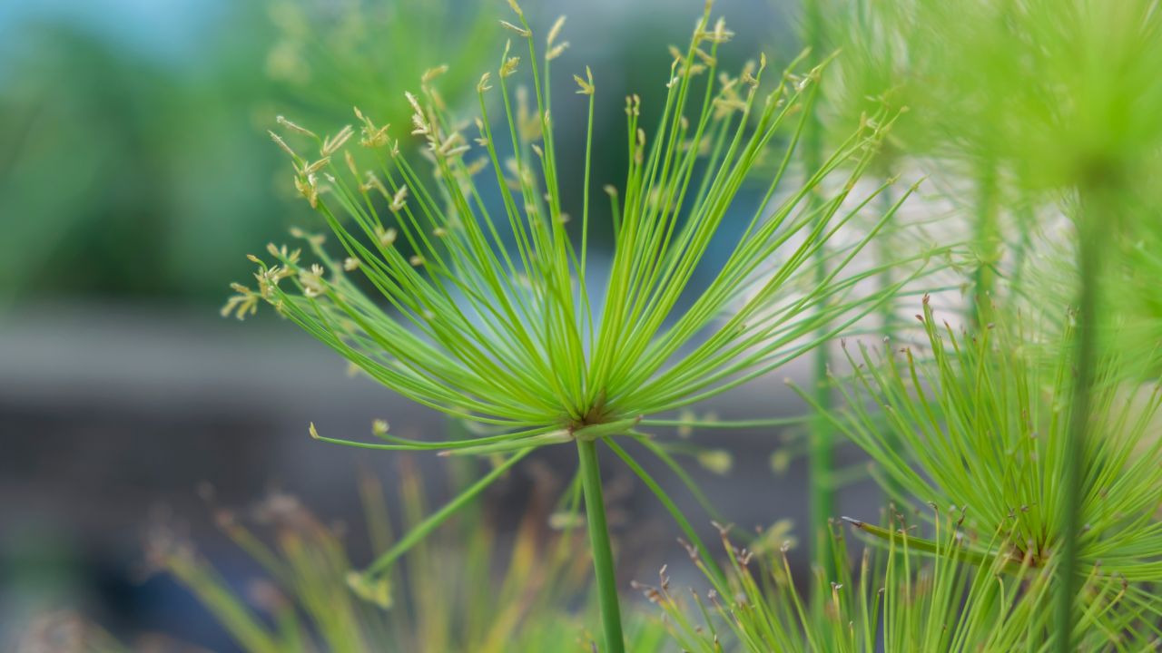 10 Best Plants for Rain Garden