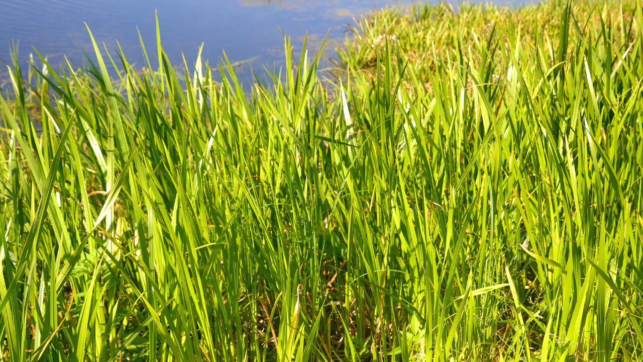 7 Best Perennials to Plant Under Maple Tree