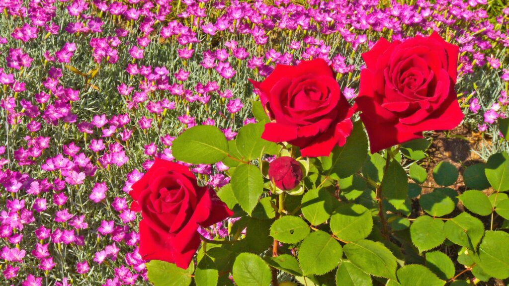 10 Best Perennials That Thrive Alongside Roses