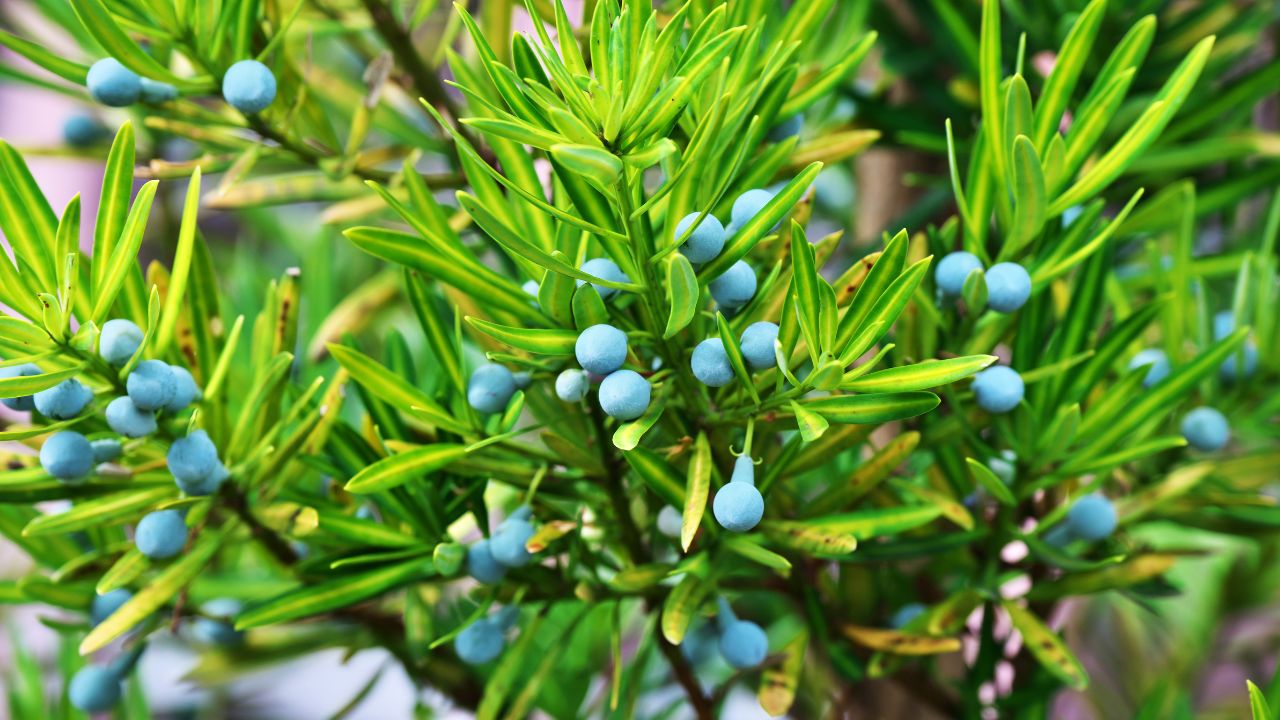 7 Best Plants for Beautiful Privacy Fence