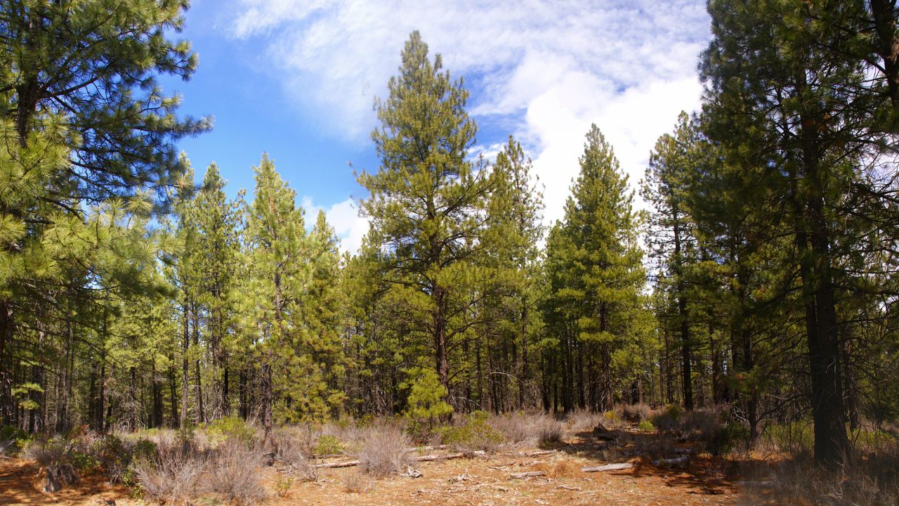 9 Best Trees to Plant in Denver