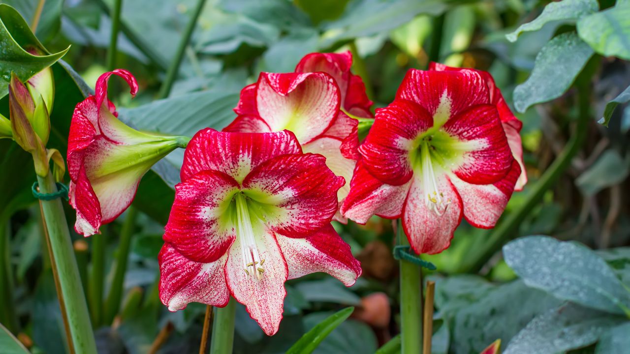 10 Most Exotic Flowers Around The World