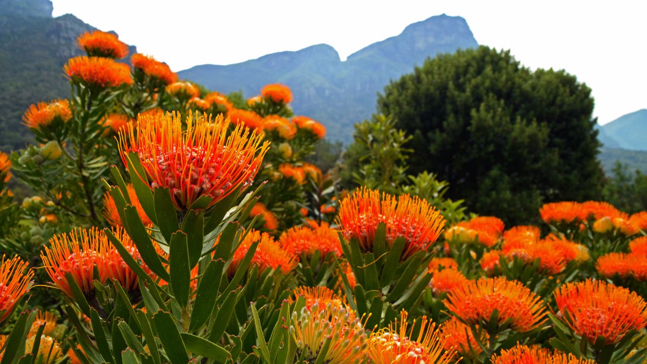 10 Most Exotic Flowers Around The World