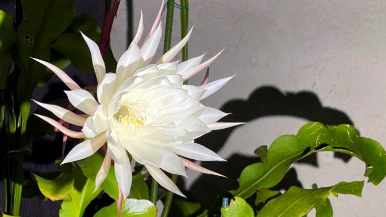 9 Rare Flowers in the World That Are Beautiful Too!