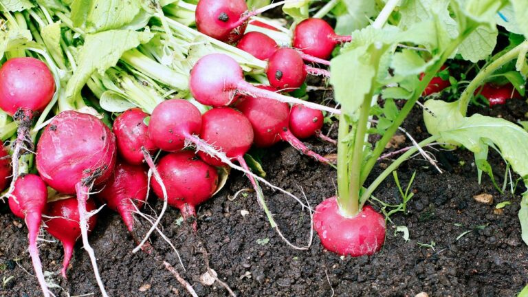 10 Best Fall Seeds to Plant in Fall Garden