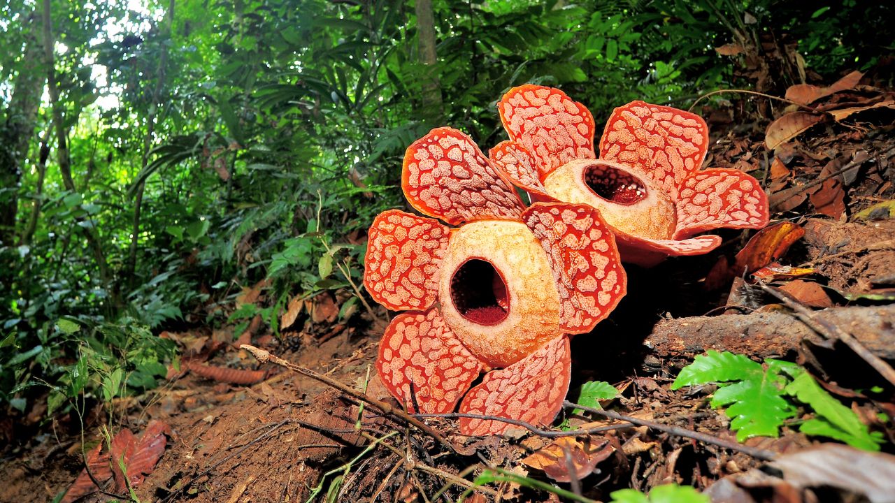 10 Most Deadliest Flowers in the World