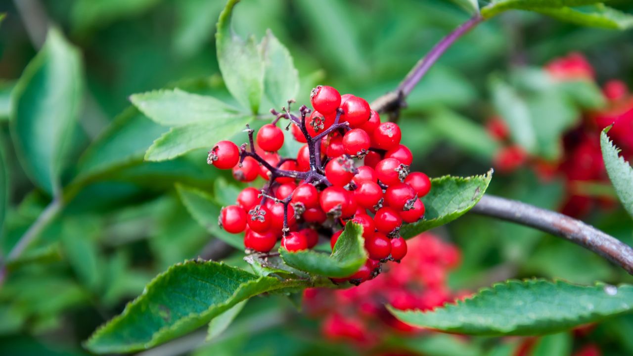 7 Trees with Red Berries in Fall