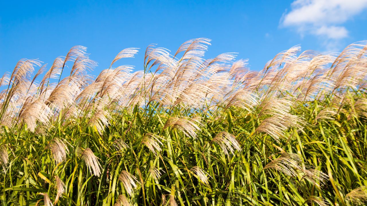 9 Best Ornamental Grasses for Your Garden