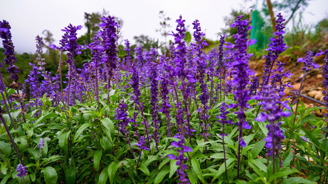 10 Best Perennials for Afternoon Sun