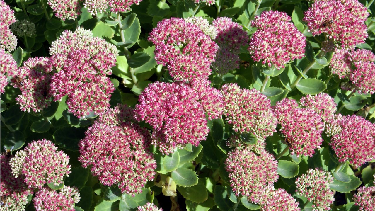 7 Best Fall Plants for Your Garden