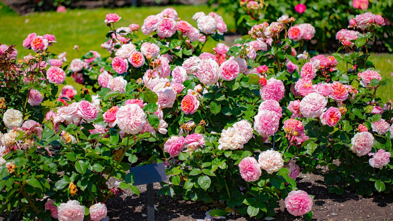 7 Best Flowering Shrubs for Sun