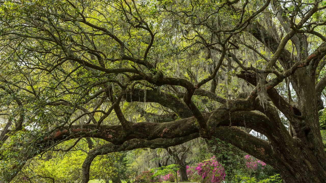 10 Best Trees to Plant in Alabama