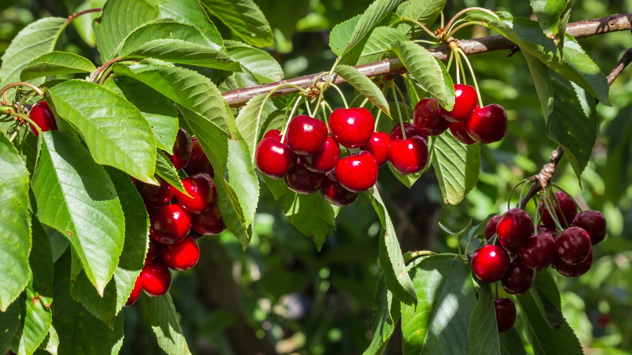 7 Best Trees to Plant in Arkansas