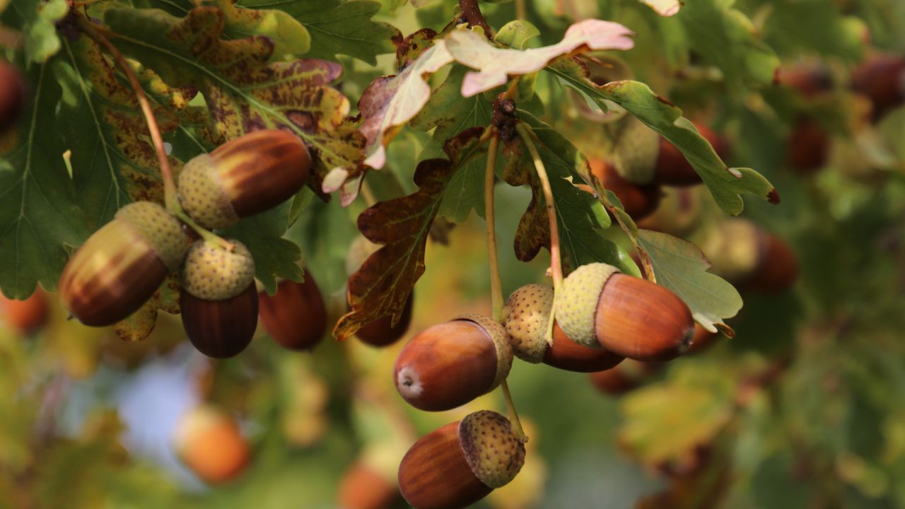 10 Best Trees to Plant in Alabama