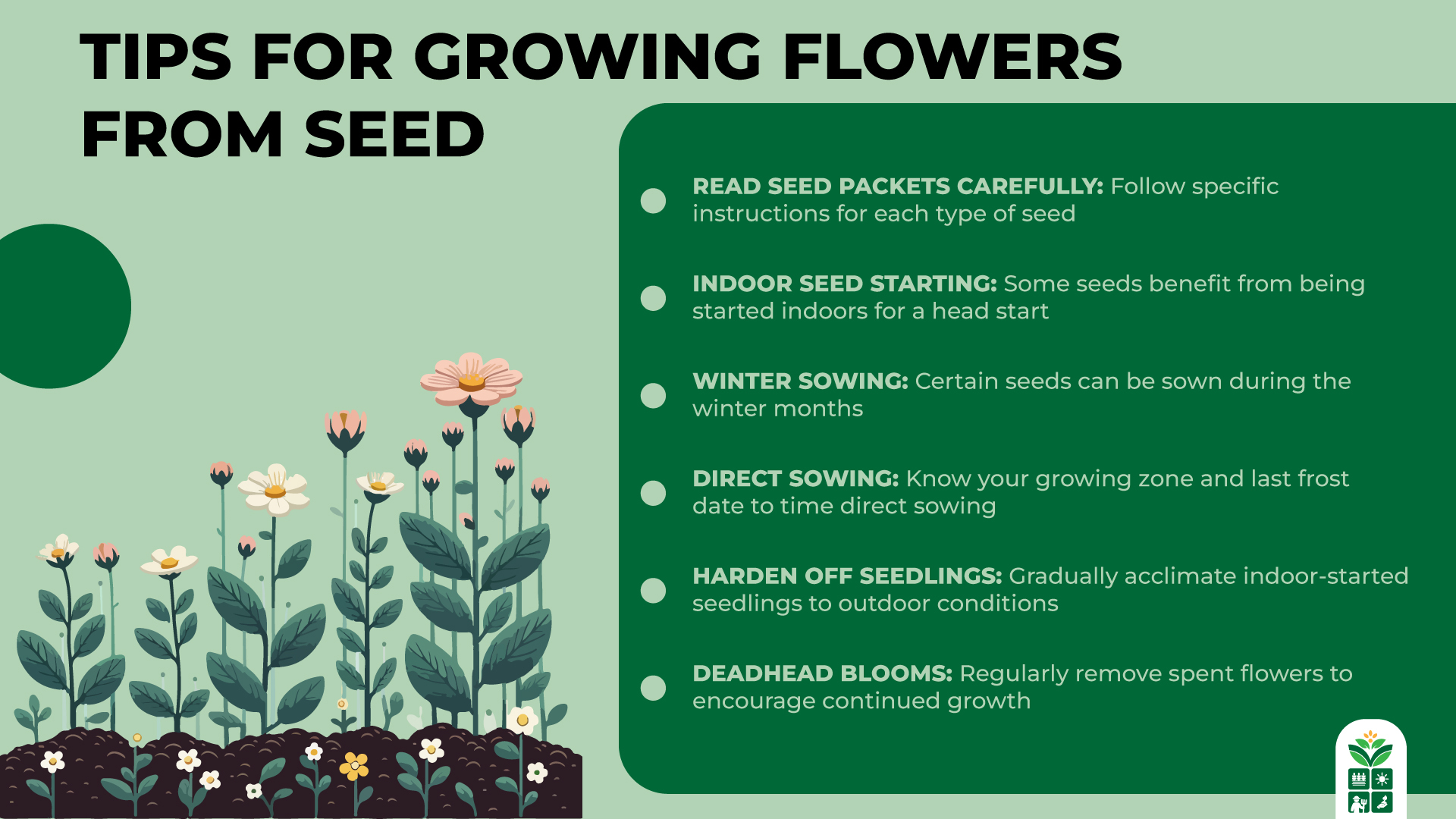 7 Best Flower Seeds to Plant in Small Pots