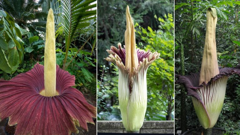 10 Most Deadliest Flowers in the World