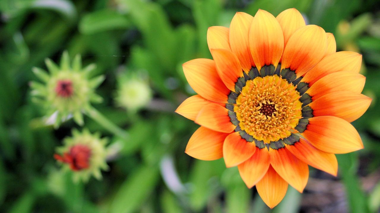 7 Most Colorful Flowers in the World
