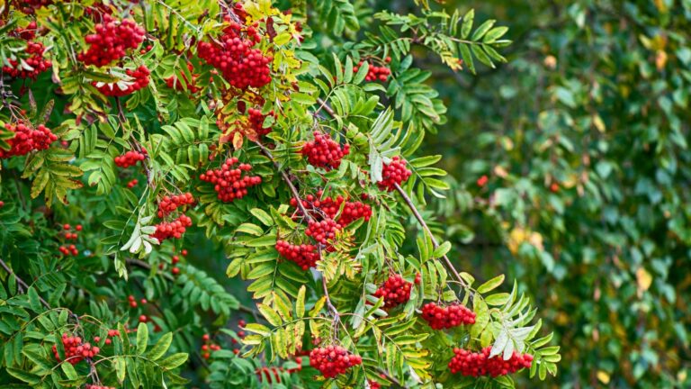 7 Trees with Red Berries in Fall