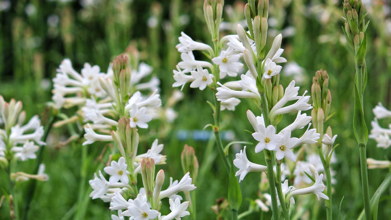 7 Most Fragrant Perennials in the World