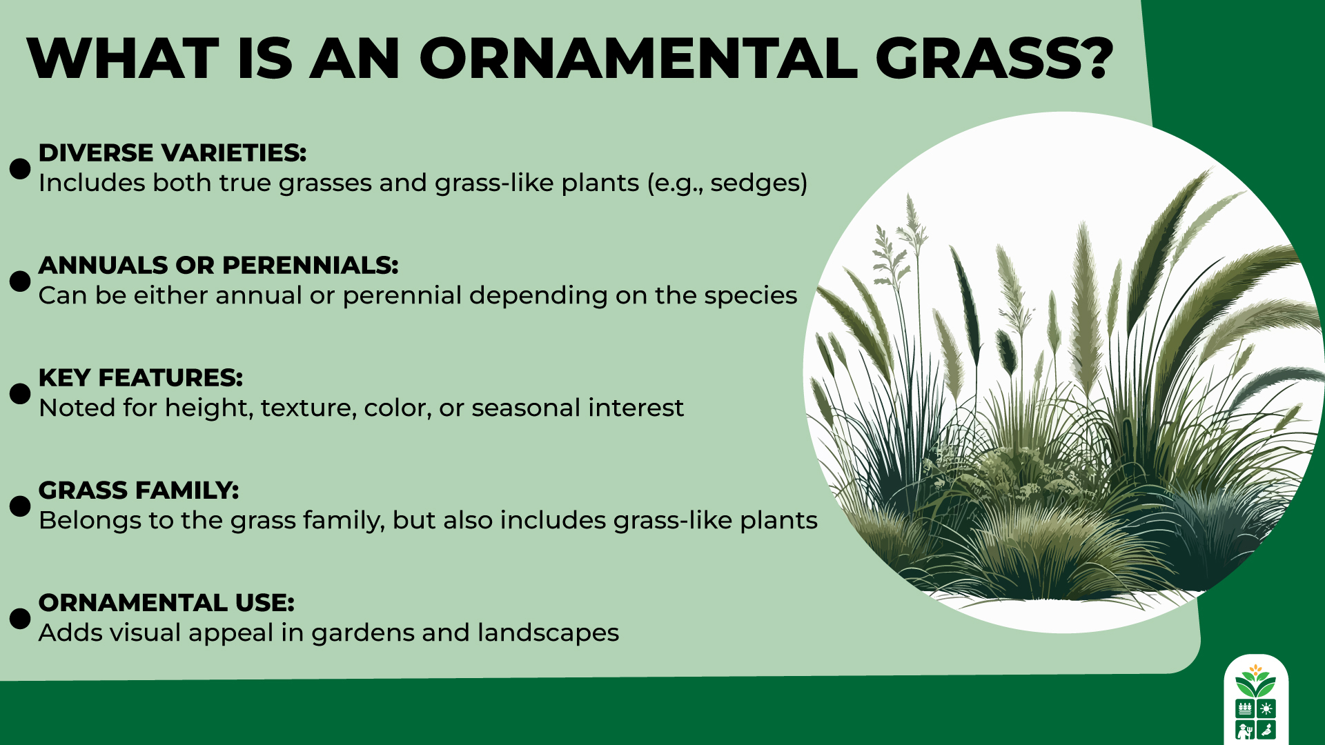 9 Best Ornamental Grasses for Your Garden