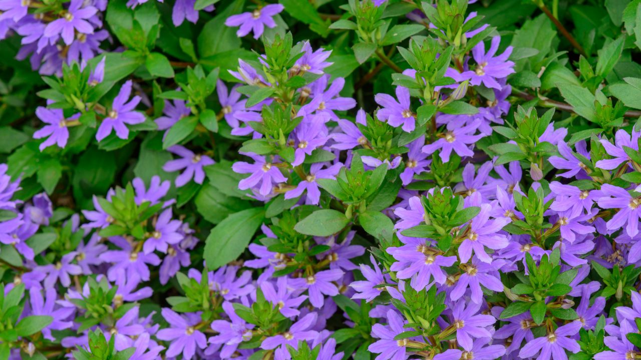 7 Best Annual Flowers for Pots in Your Garden