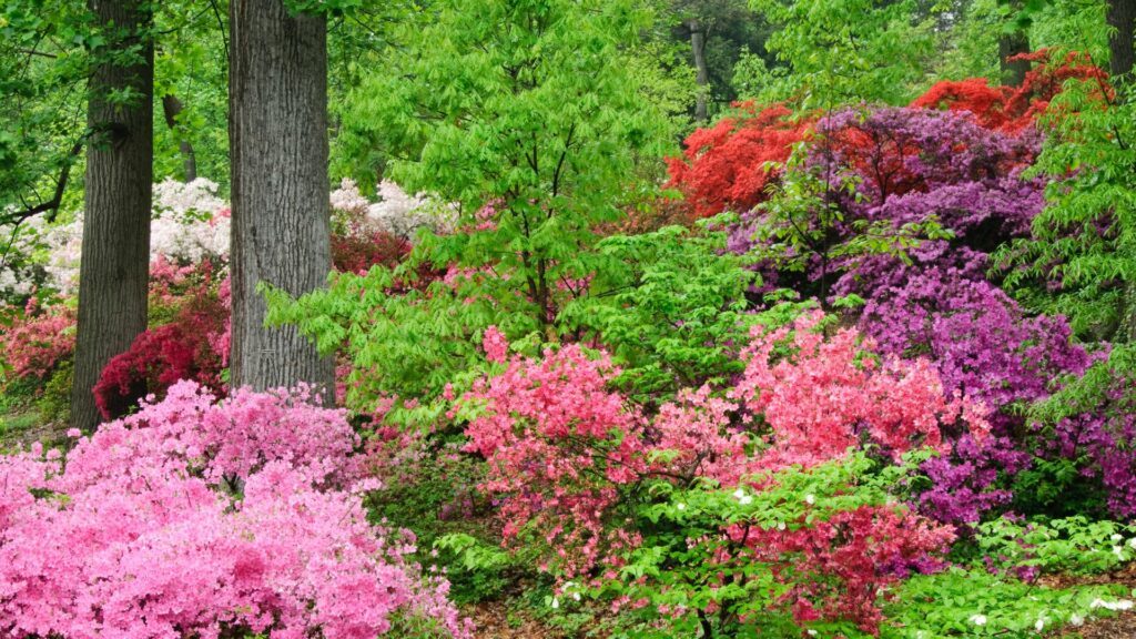 7 Best Plants for Hillside