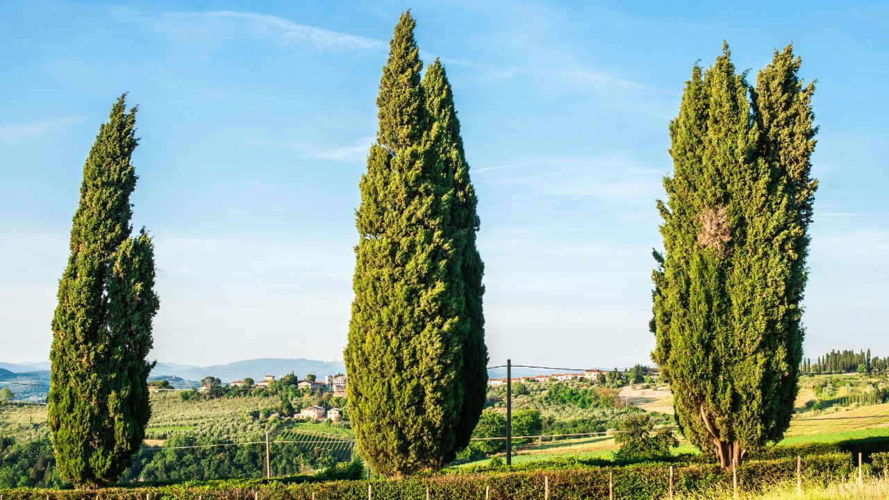 9 Best Trees to Plant in Phoenix