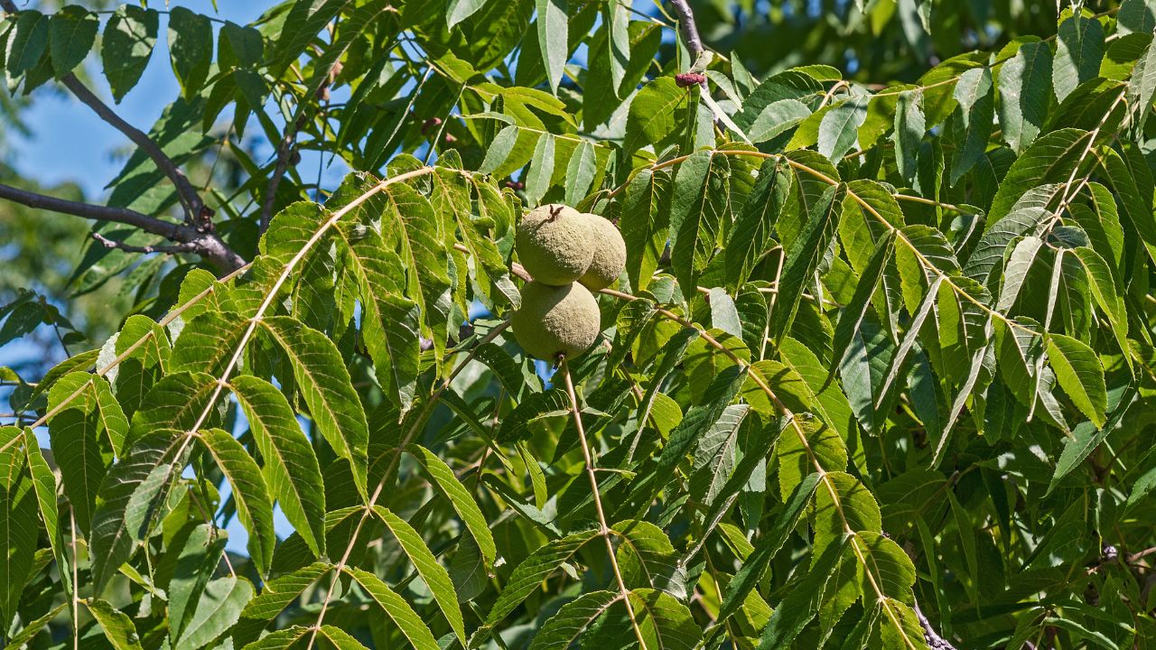 9 Best Trees to Plant in Phoenix