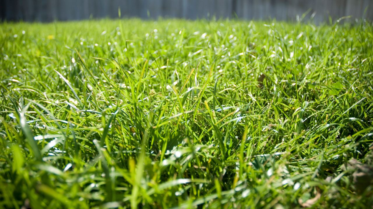 9 Best Grass to Plant in Summer