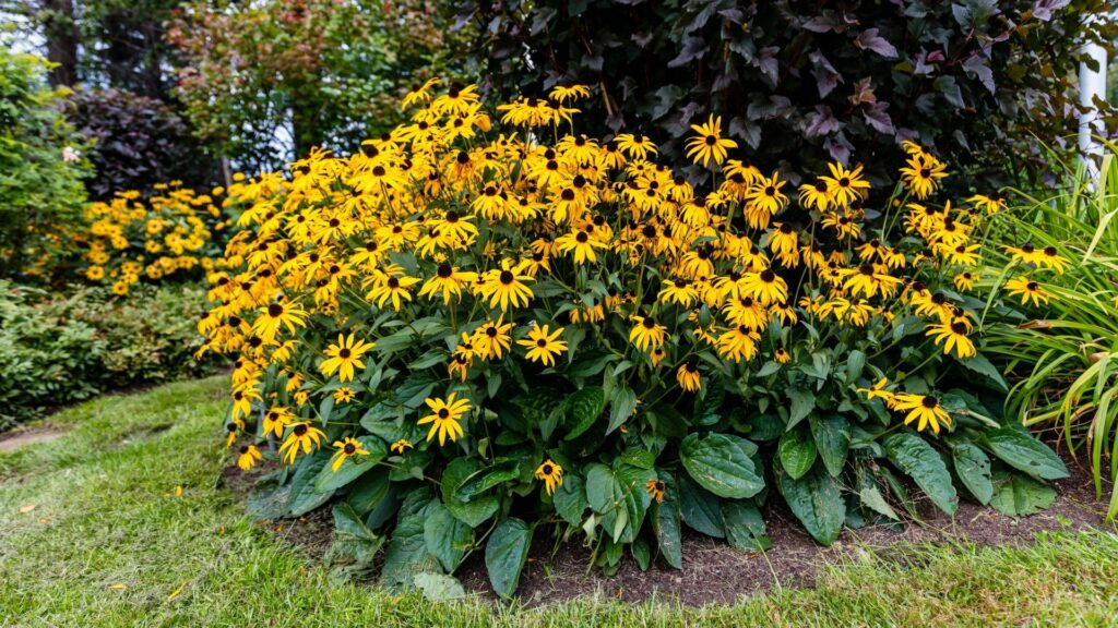10 Best Flowers to Plant in October