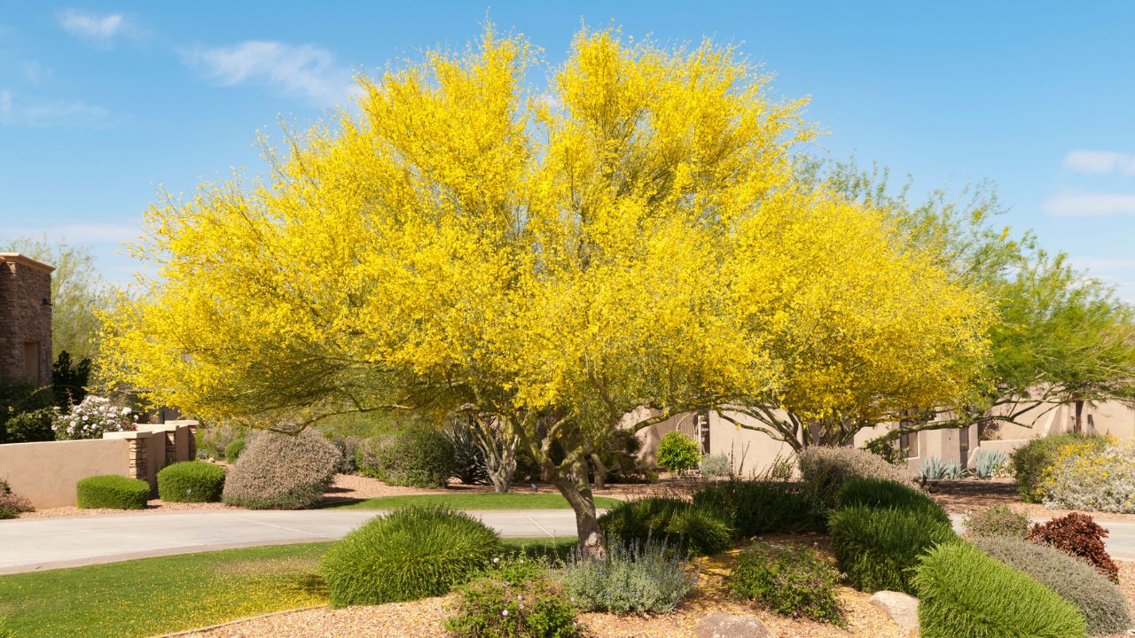 9 Best Trees to Plant in Phoenix