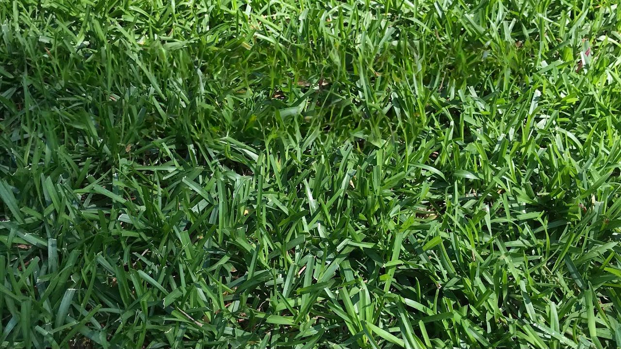9 Best Grass to Plant in Summer