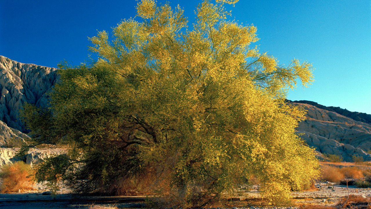 9 Best Trees to Plant in Phoenix