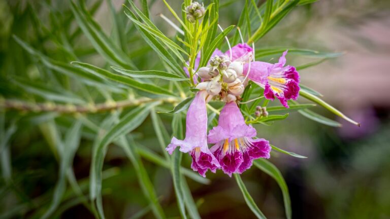 9 Best Trees to Plant in Phoenix