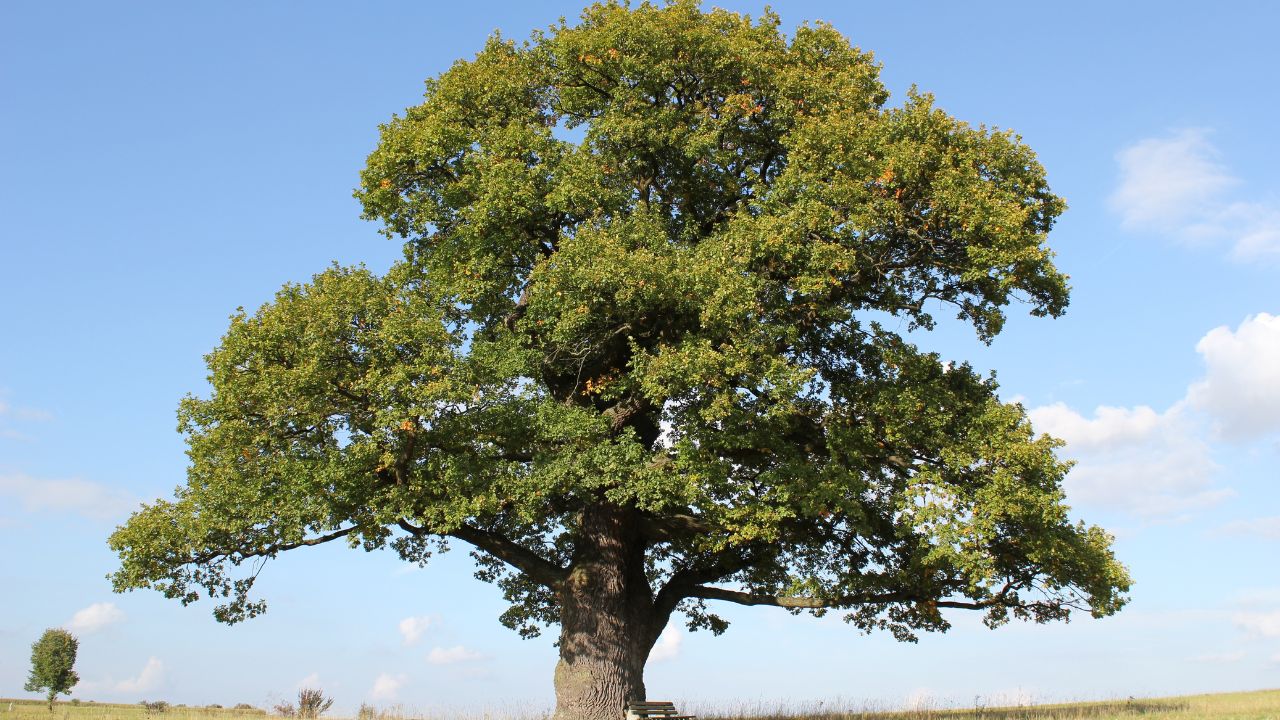 9 Best Trees to Plant in Phoenix