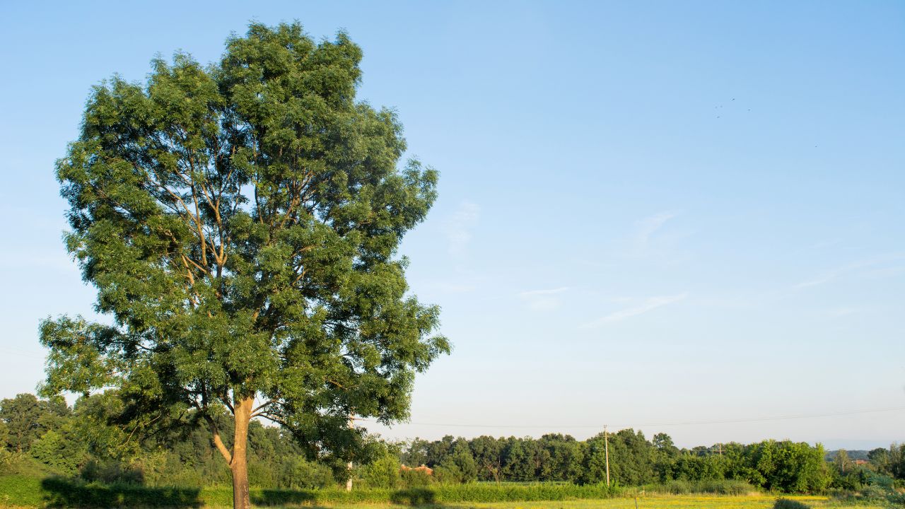 9 Best Trees to Plant in Phoenix