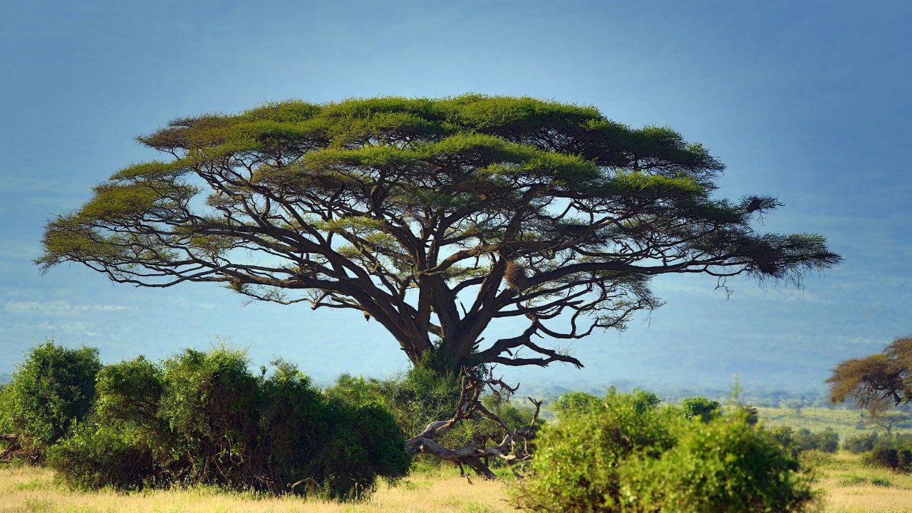 9 Best Trees to Plant in Phoenix