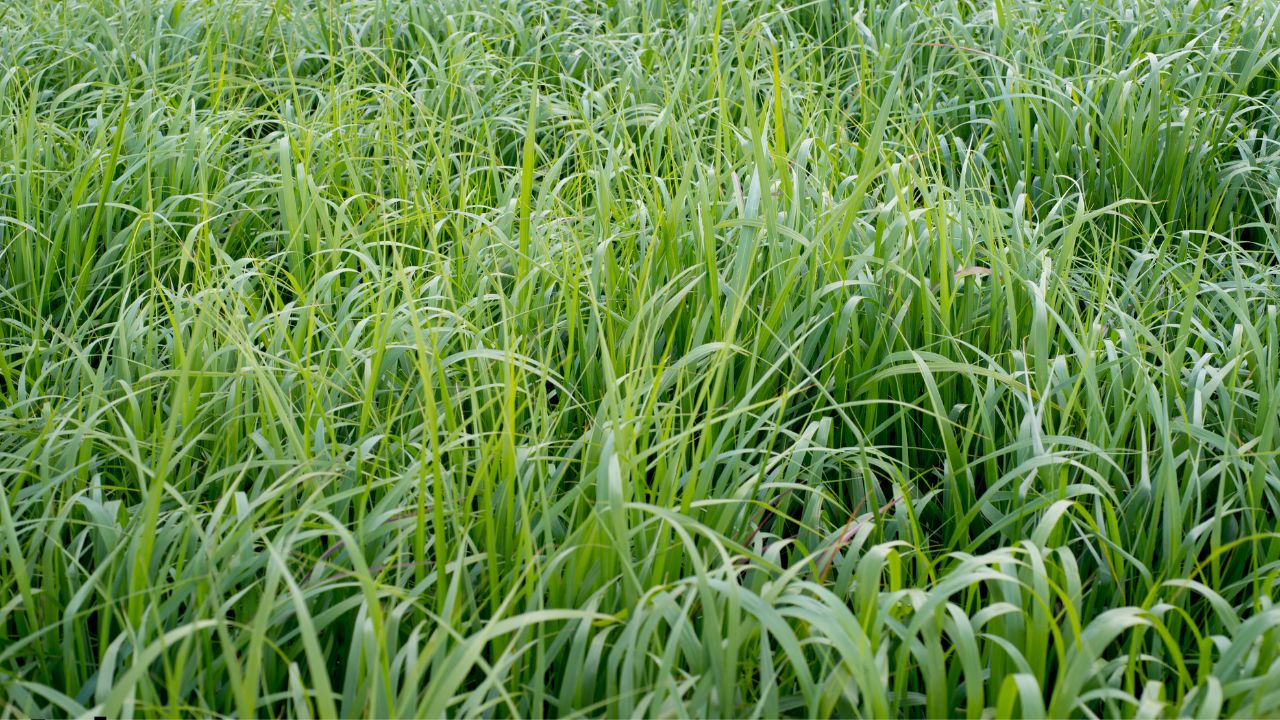 9 Best Grass to Plant in Summer