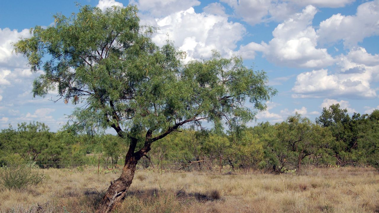9 Best Trees to Plant in Phoenix