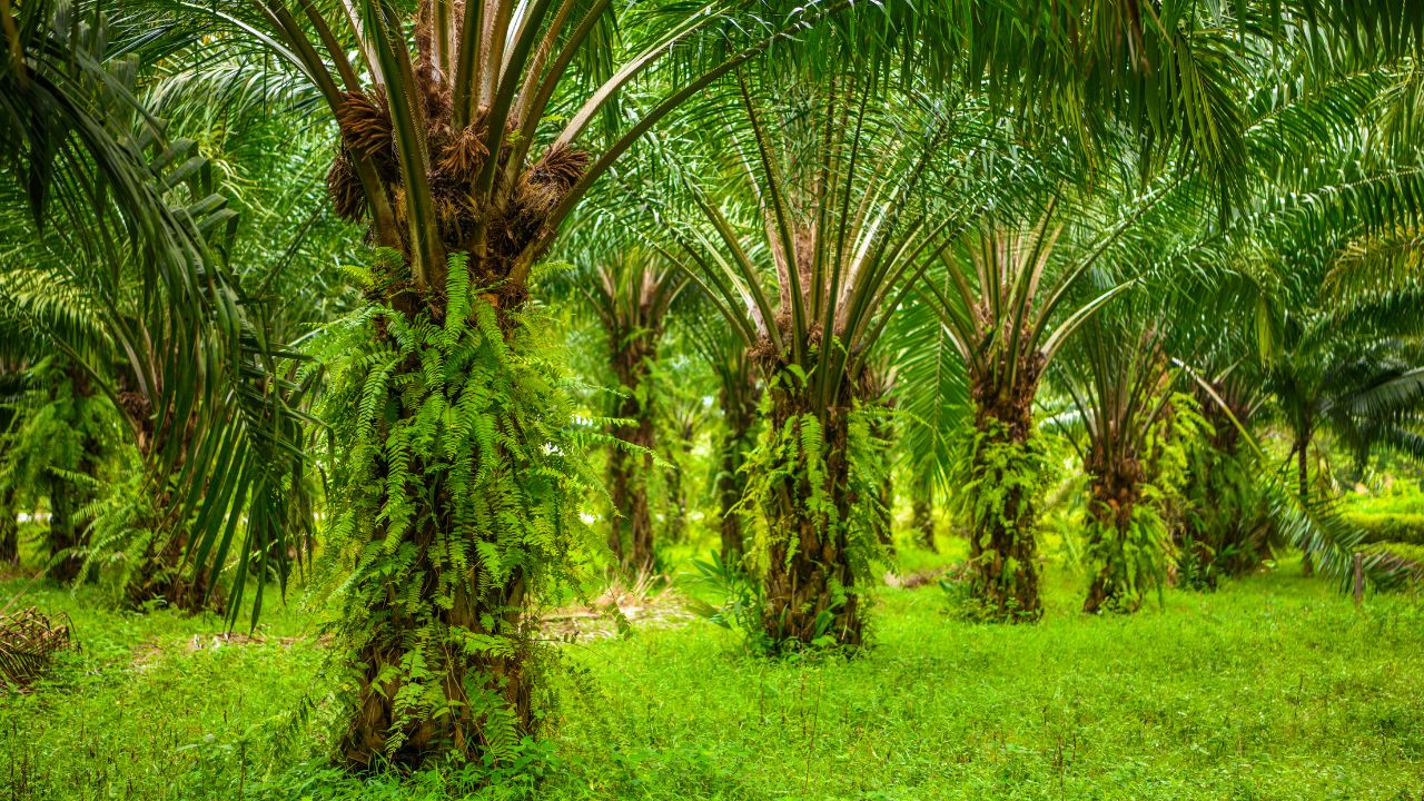 9 Types of Palm Trees to Transform Your Outdoor Space