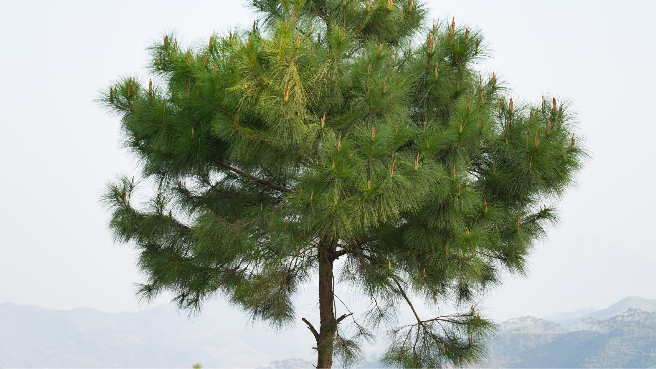 9 Types of Pine Trees for Enhancing Your Outdoor Space