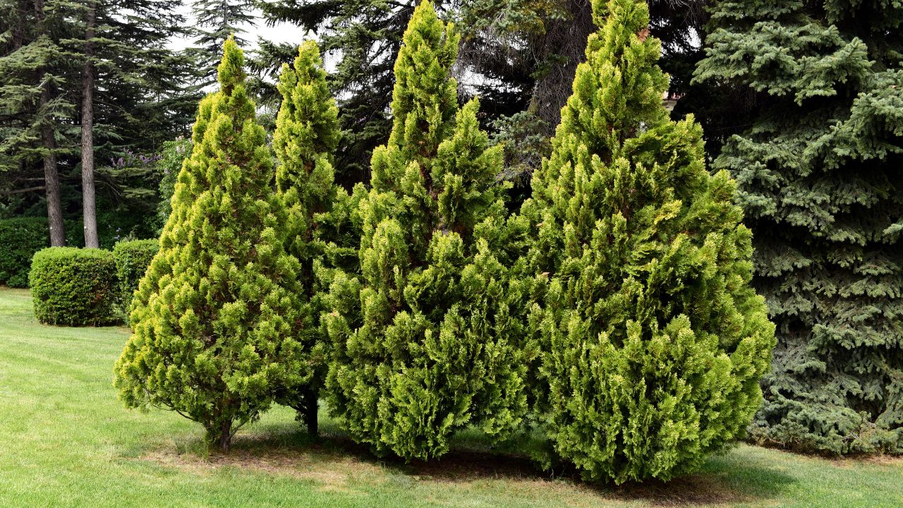 7 Types of Evergreen Trees to Perfect Your Landscape