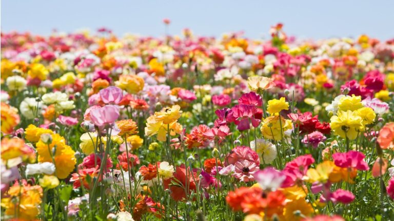 11 Best Smelling Flowers in the World to Delight Your Senses