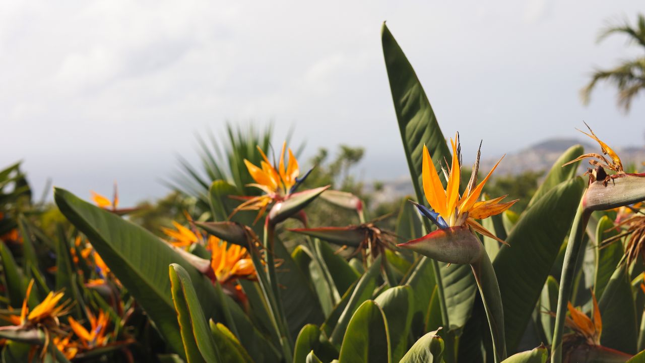 10 Flowers for Men That Are Stylish and Thoughtful